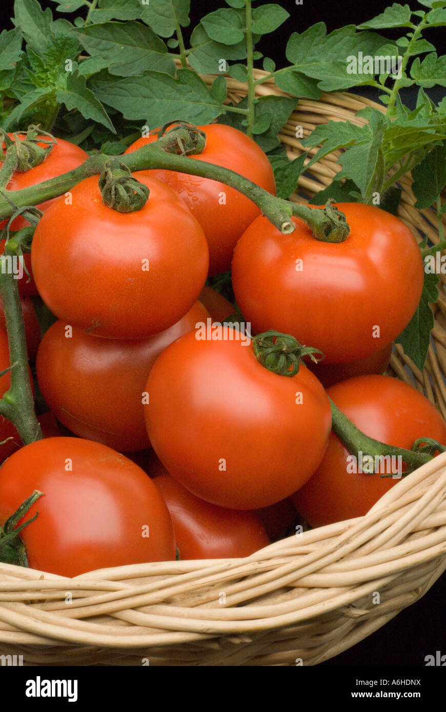 Freshly picked tomatoes in basket Stock Photo - Alamy