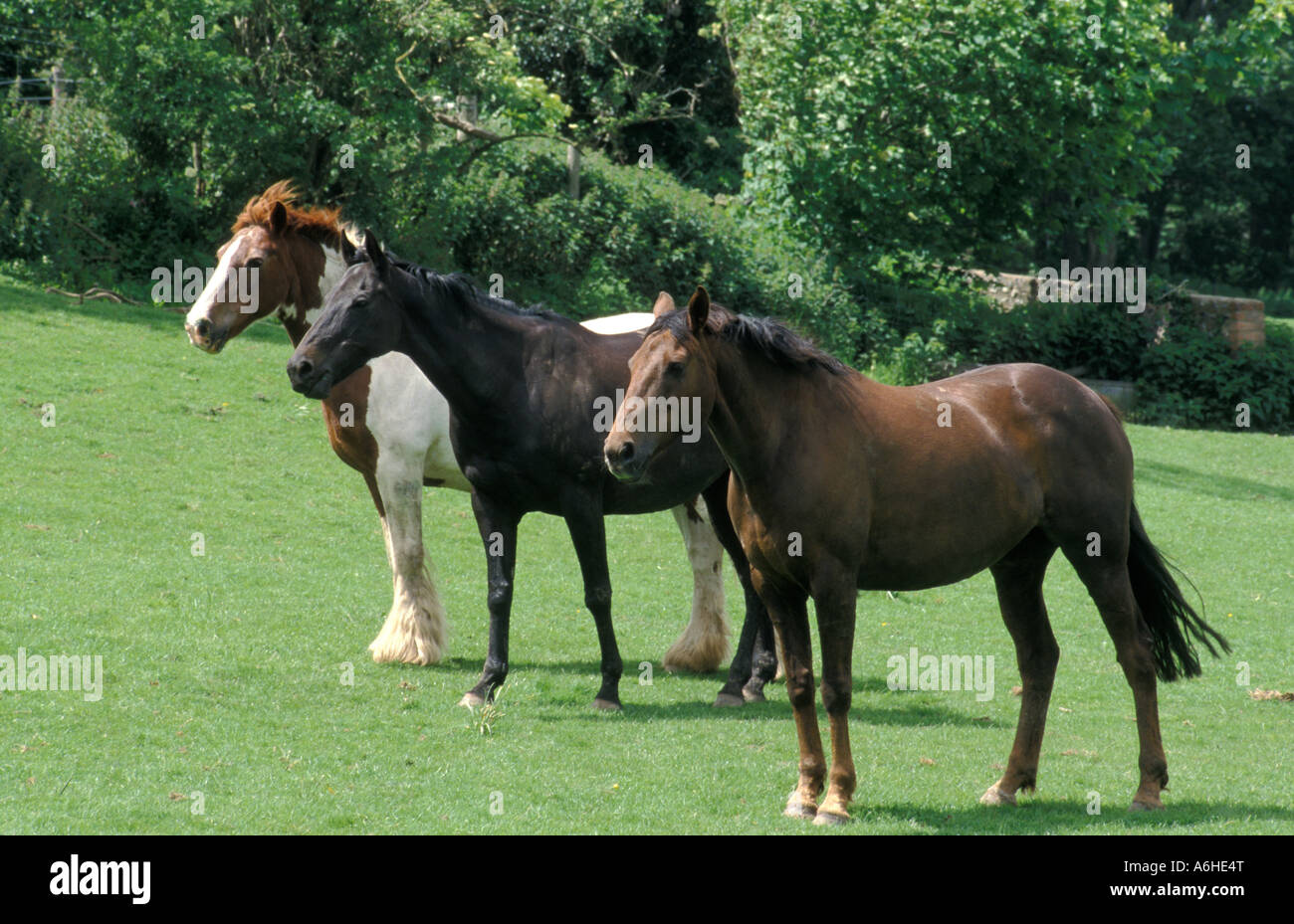 Three horses hi-res stock photography and images - Alamy