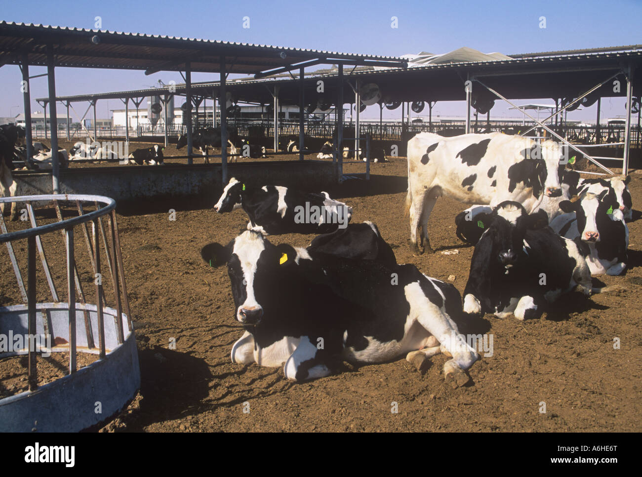 320 Australian Friesian dairy cows kept in air conditioned sheds was ...
