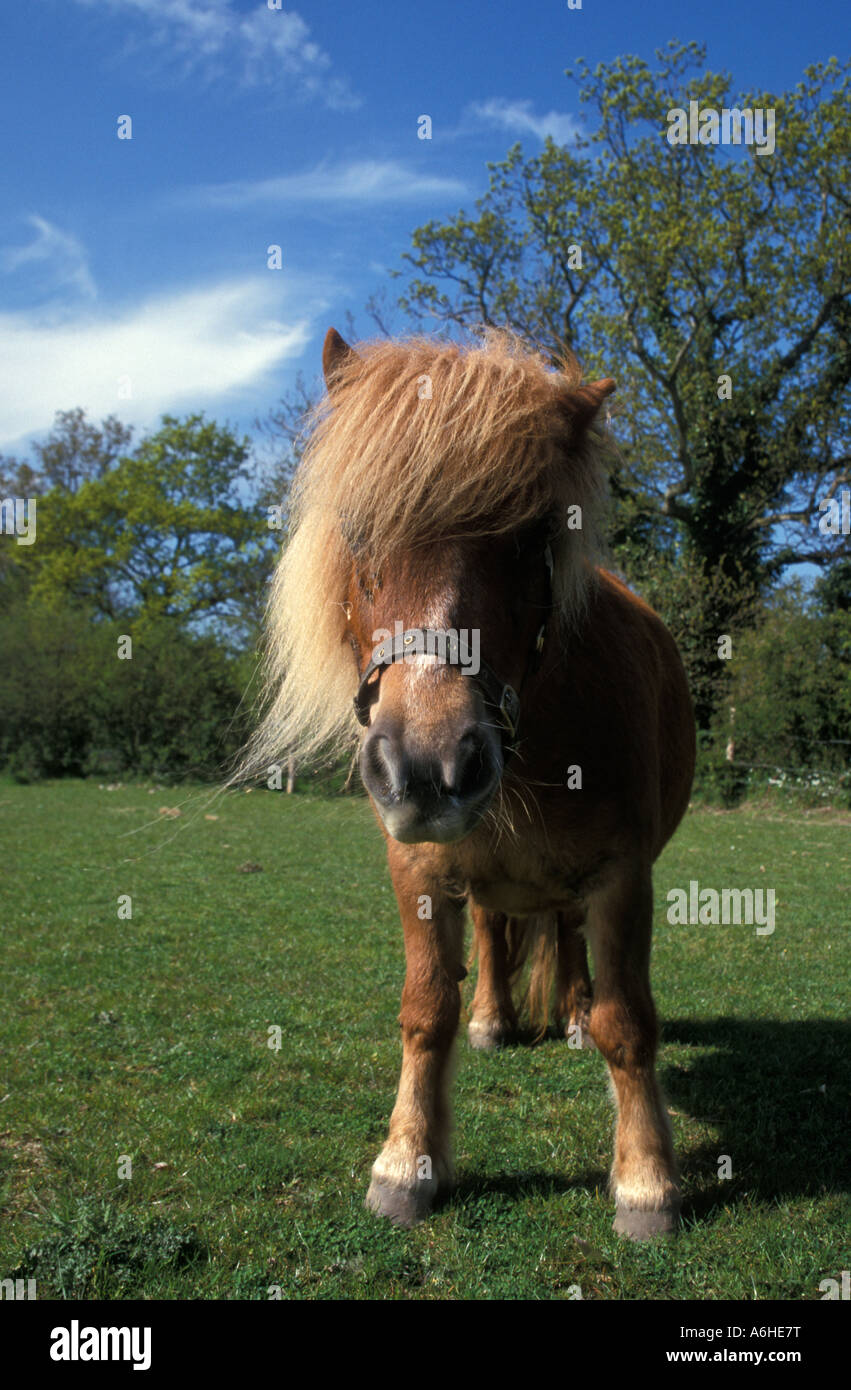 portrait domesticated Shetland pony in field on summer's day Stock ...
