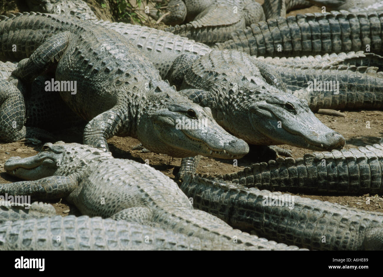 Scaley tail hi-res stock photography and images - Alamy