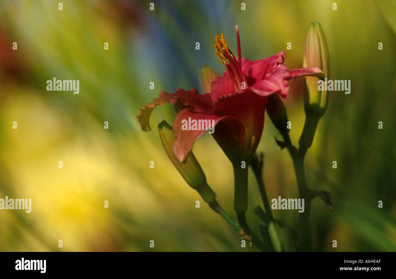 Lily in hi-res stock photography and images - Alamy