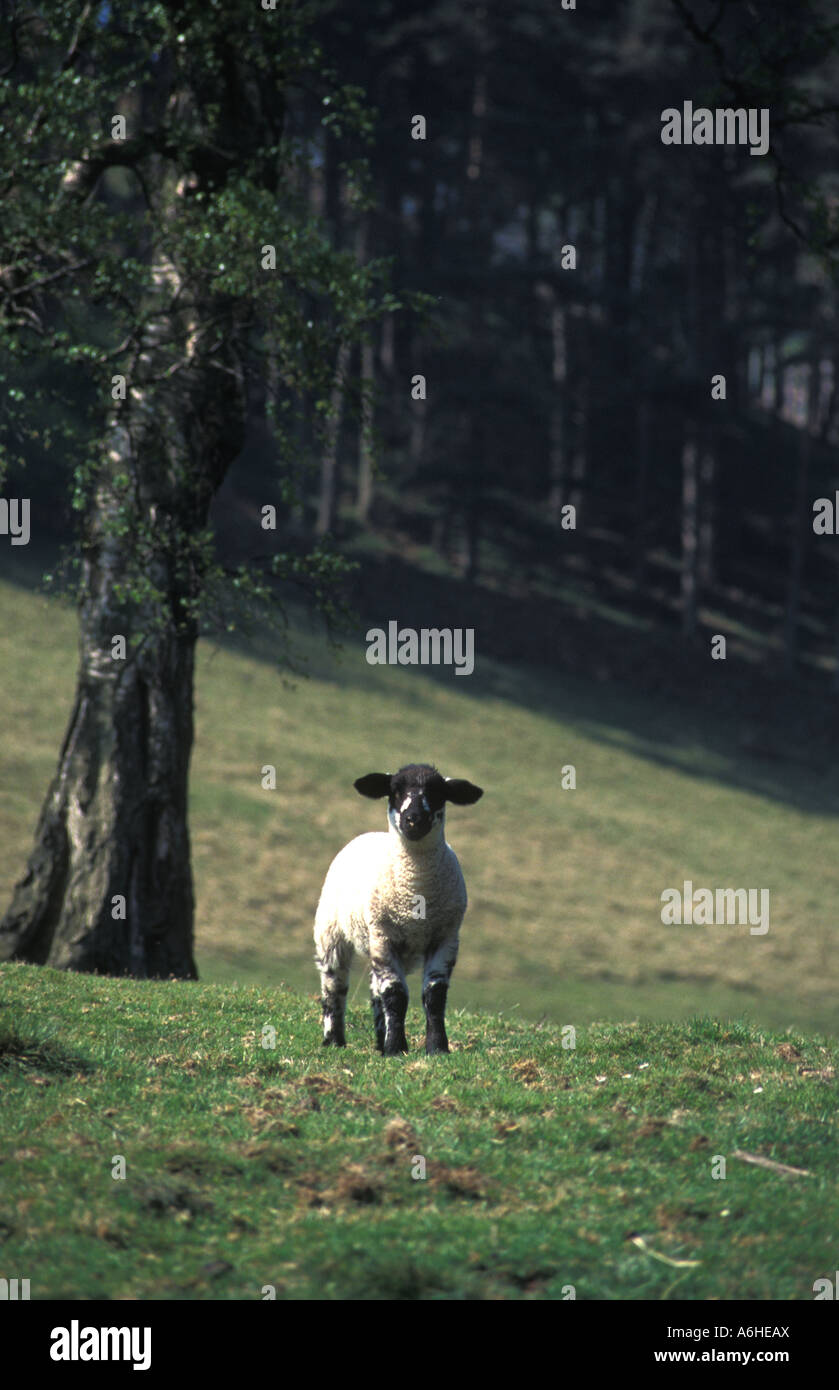 young lamb under tree in field near Hathersage, Peak District Stock ...
