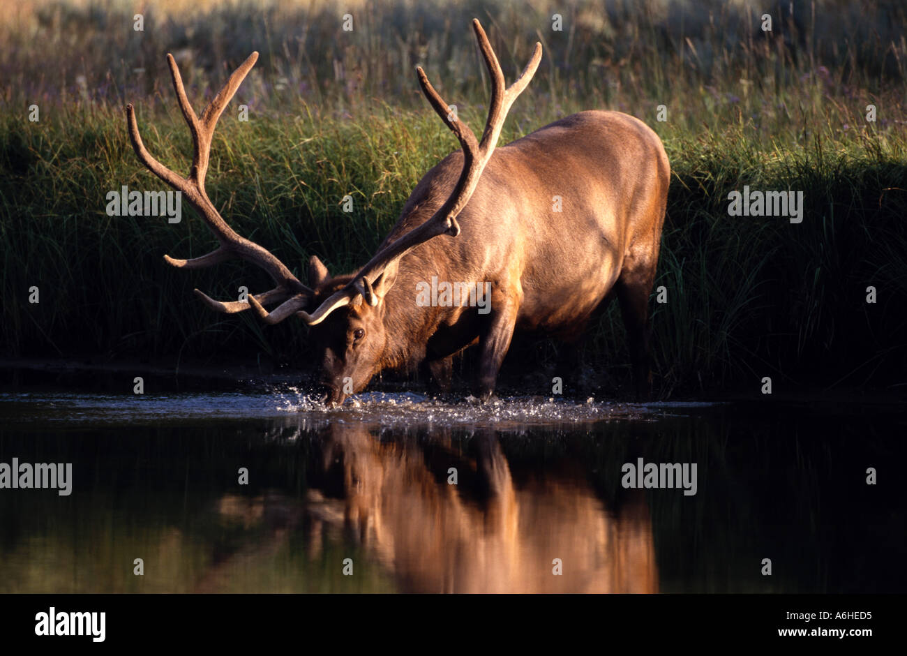 Elk drinking water lake hi-res stock photography and images - Alamy