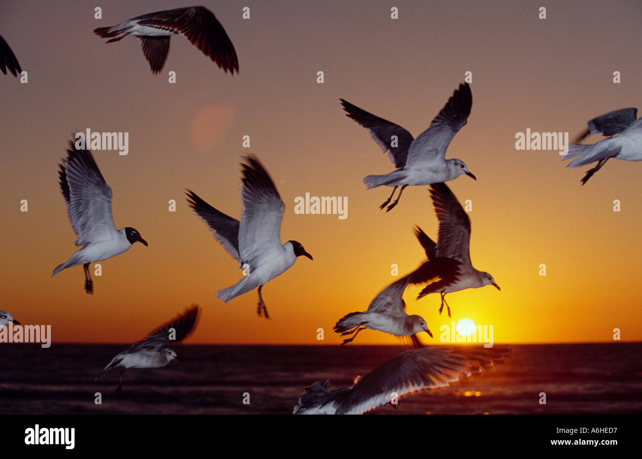 Florida gulls in flight hi-res stock photography and images - Alamy