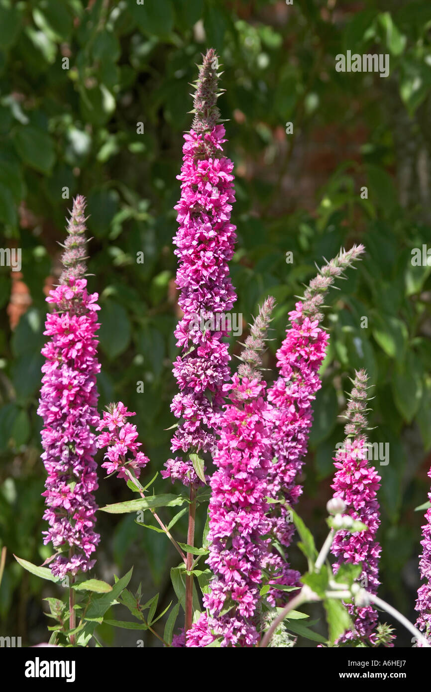 Lythrum virgatum purple loosestrife flowers in herbaceous border of ...
