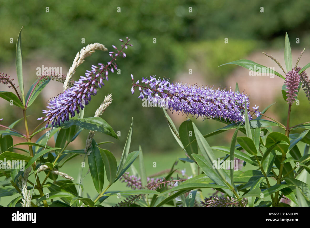 Hebe border hi-res stock photography and images - Alamy