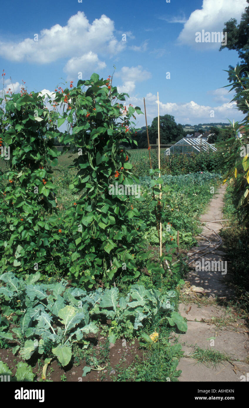cottage vegetable garden in Welsh countryside Stock Photo - Alamy