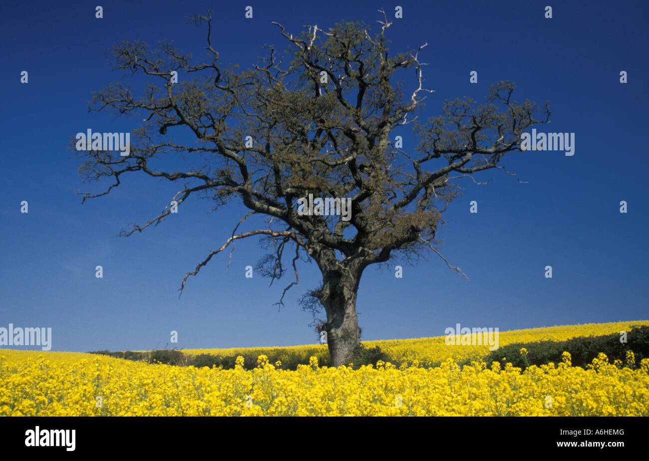 lone bare hawthorn tree in middle of oilseed rape field standing ...