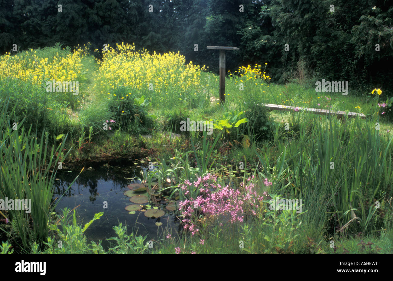 environmental garden planted as primary school project Stock Photo - Alamy