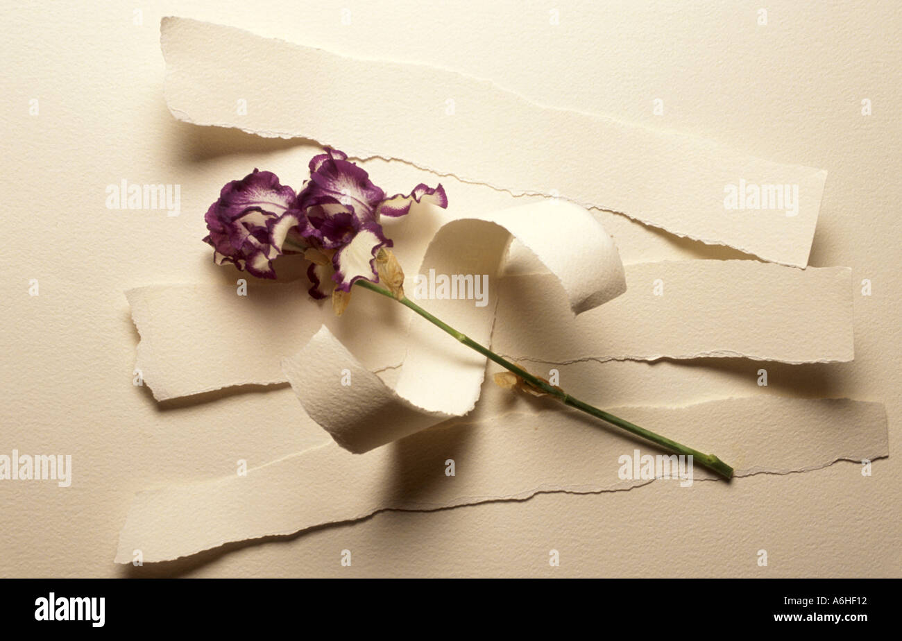 flower-on-paper-stock-photo-alamy