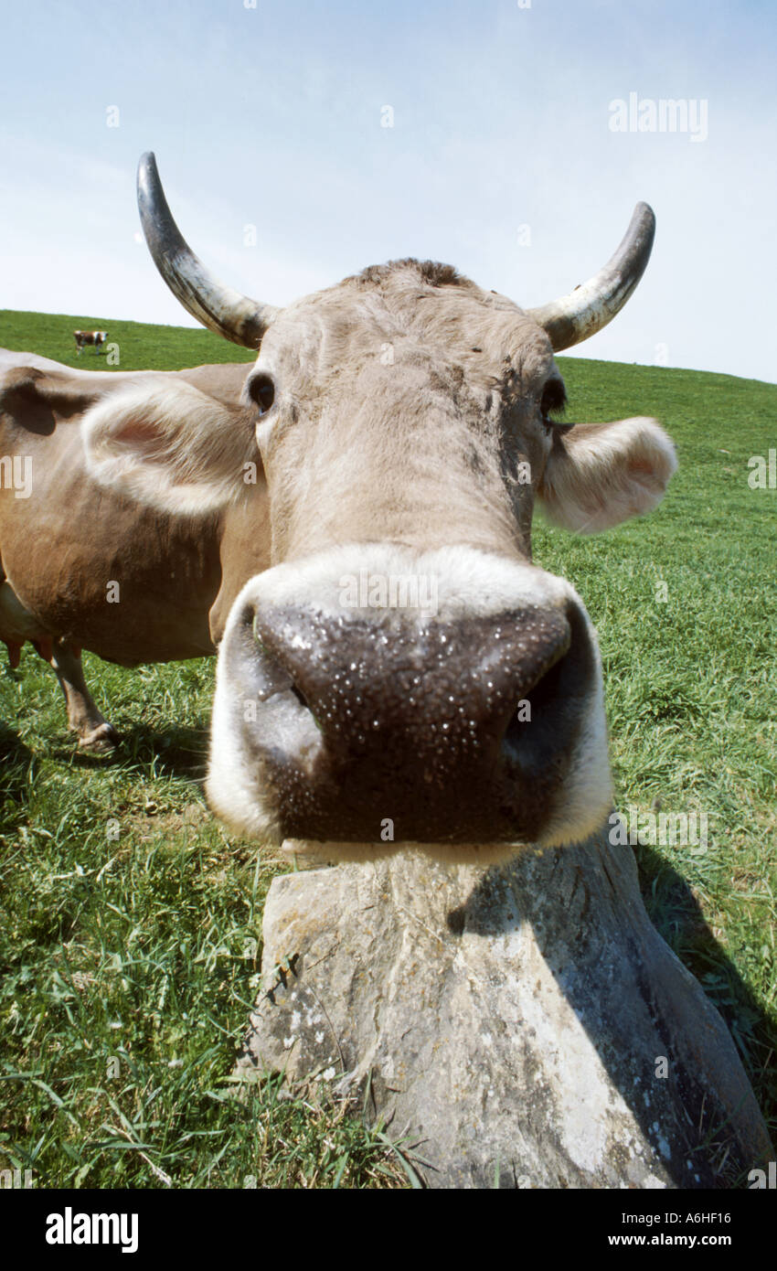Bull sniffing at cow hi-res stock photography and images - Alamy