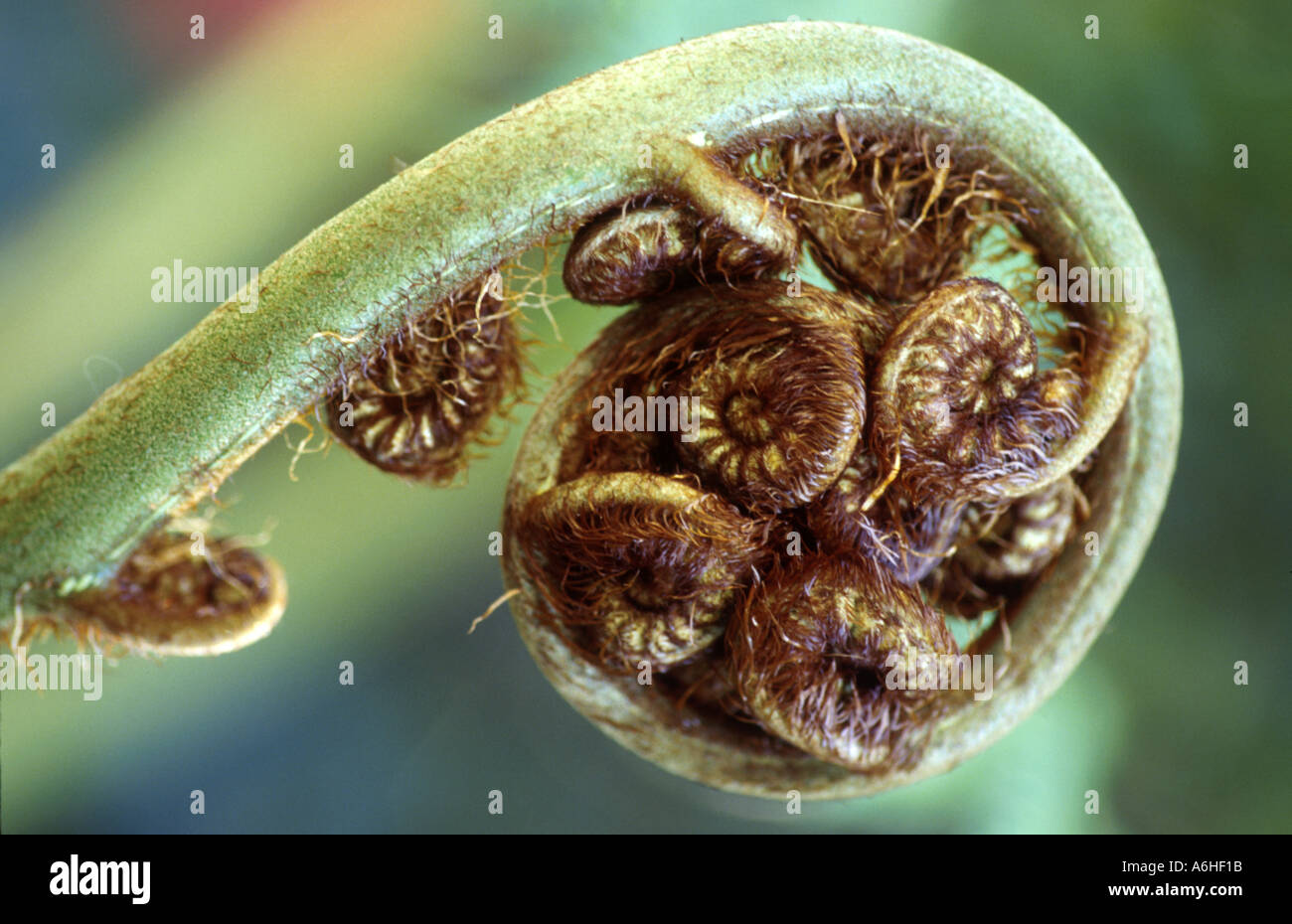 Curled hi-res stock photography and images - Alamy