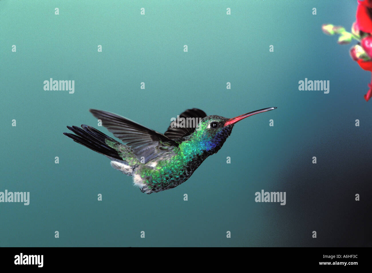 Broad Billed Hummingbird Stock Photo - Alamy
