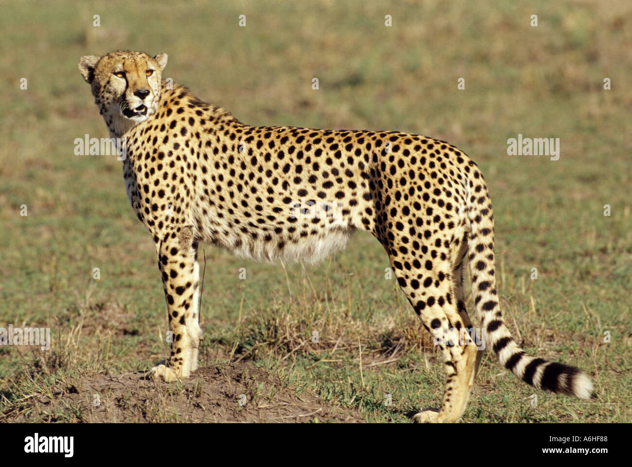 Cheetah Standing Still Stock Photo - Alamy
