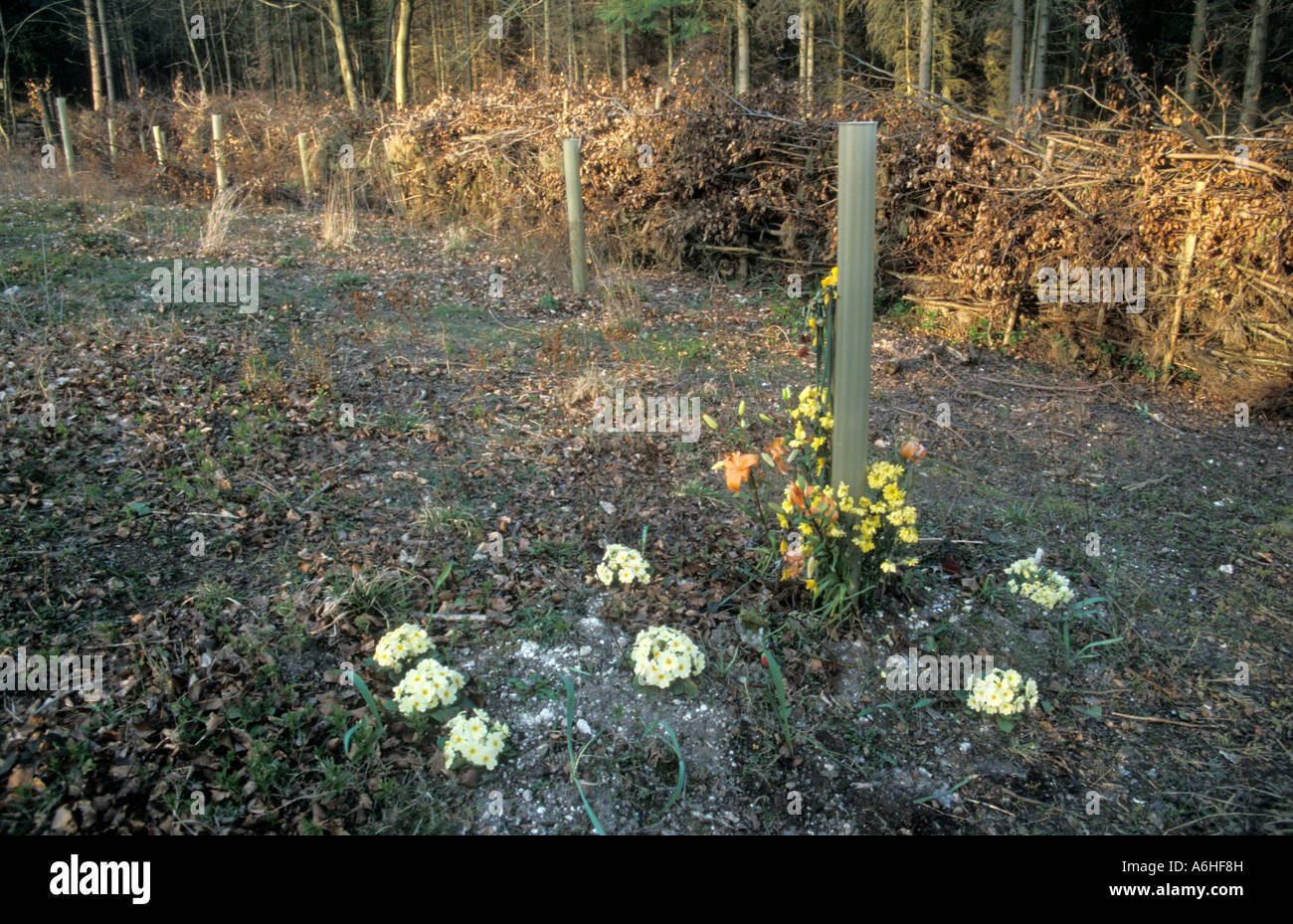 tree planted on grave, green burial ground, Hampshire Stock Photo - Alamy