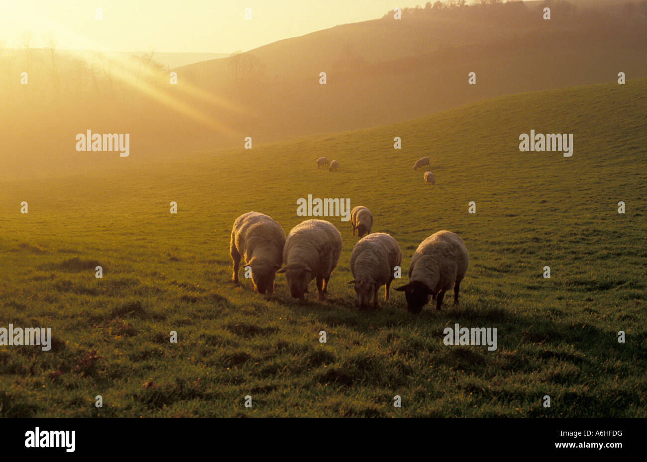 group of sheep grazing on Tennyson Down Isle of Wight at dusk Stock ...