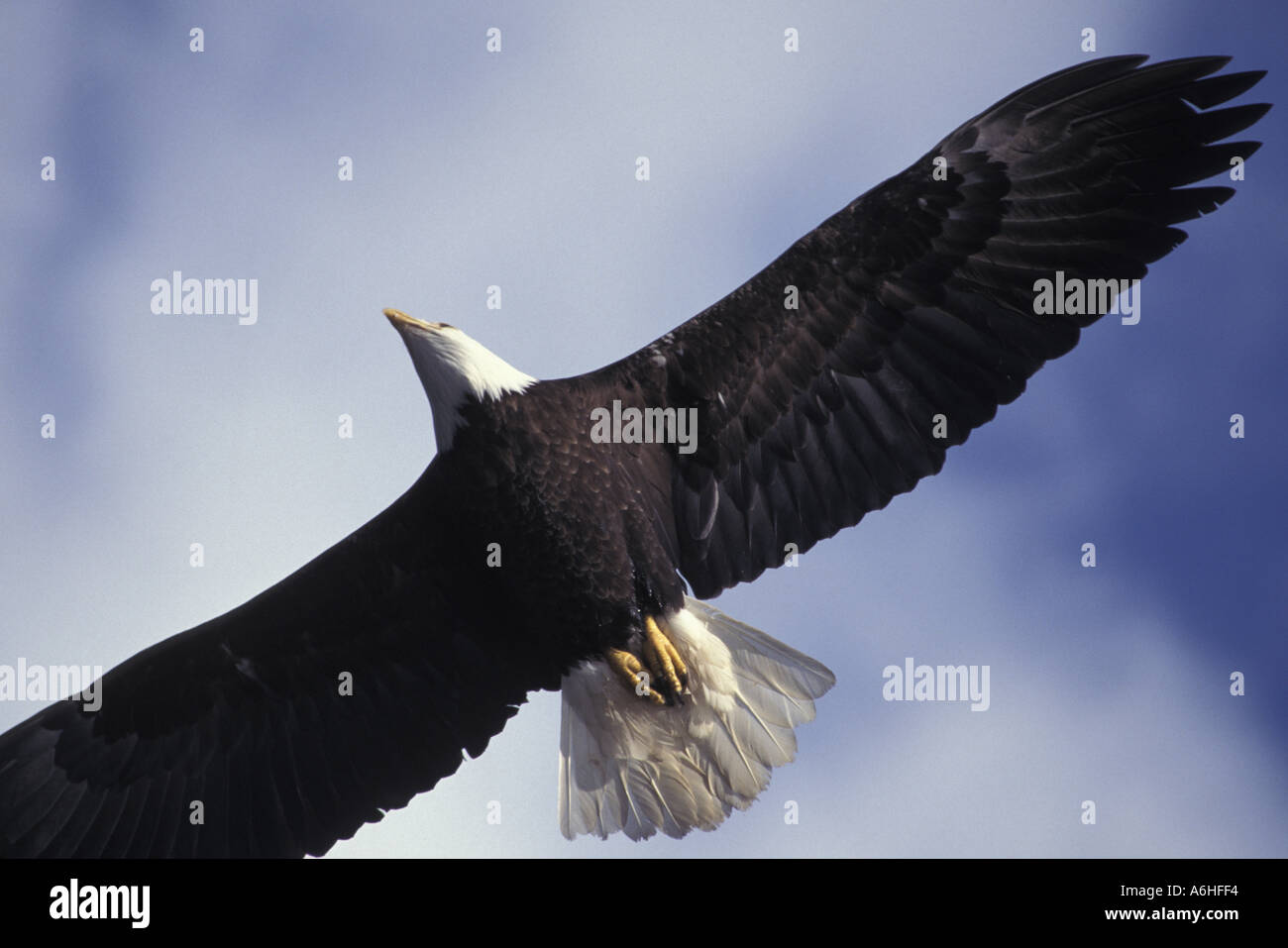 Soaring Bald Eagle Stock Photo - Alamy