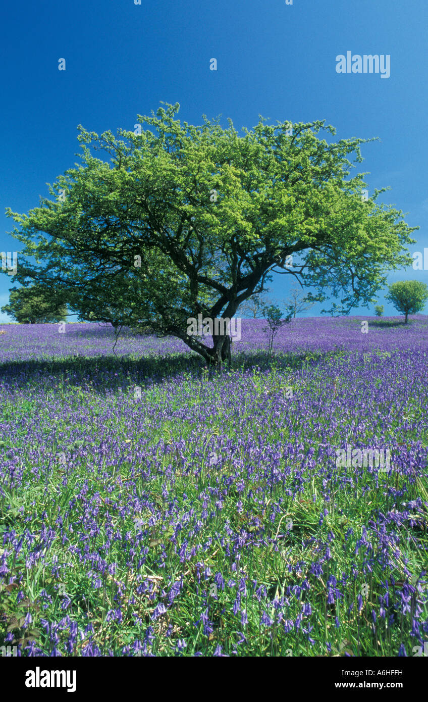 St boniface and tree hi-res stock photography and images - Alamy