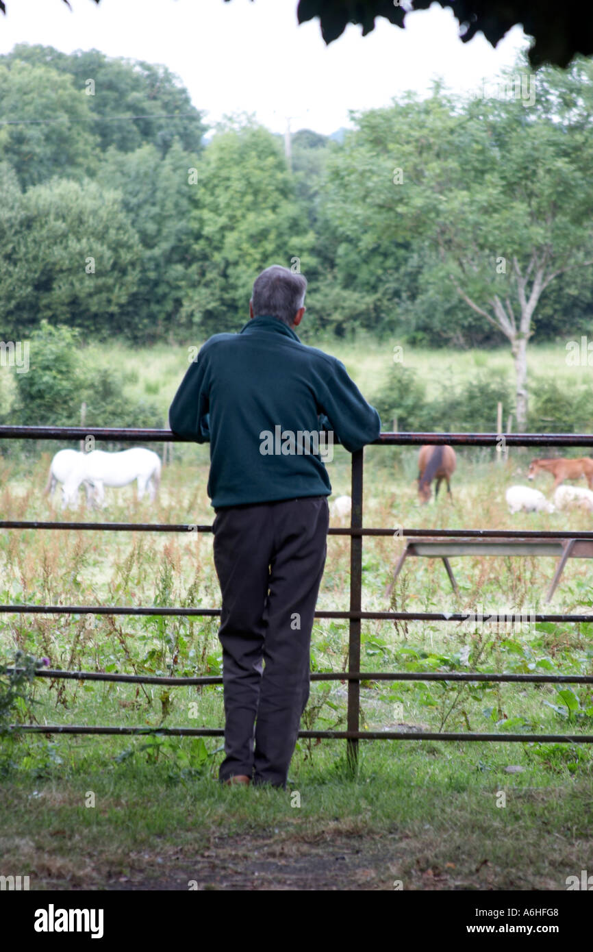 Elderly man looking over a gate at a field of horses Northern Ireland ...