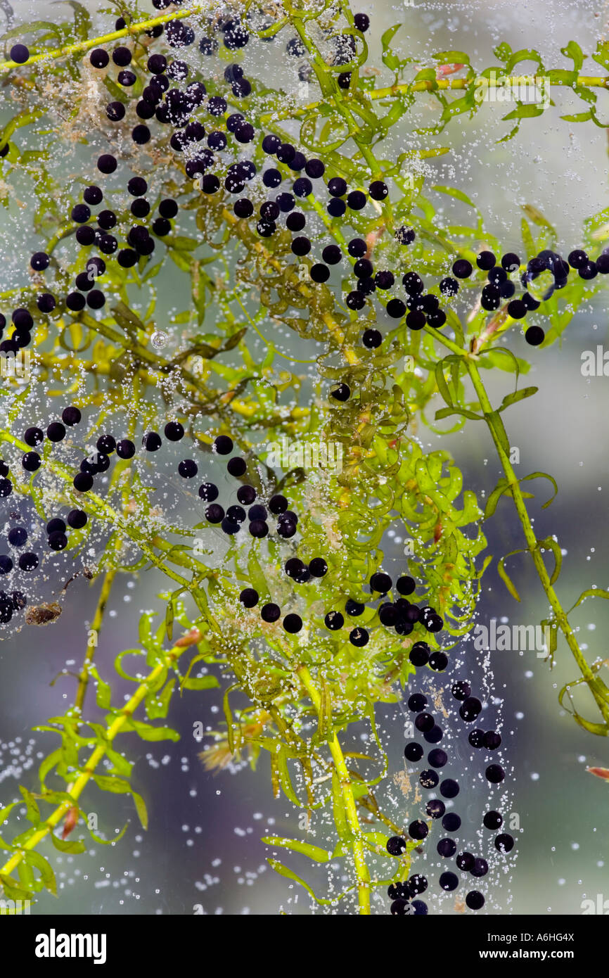 Toad spawn uk hi-res stock photography and images - Alamy