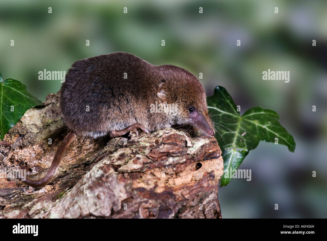 Common shrew Sorex araneus close up shot on log with nice out of focus ...