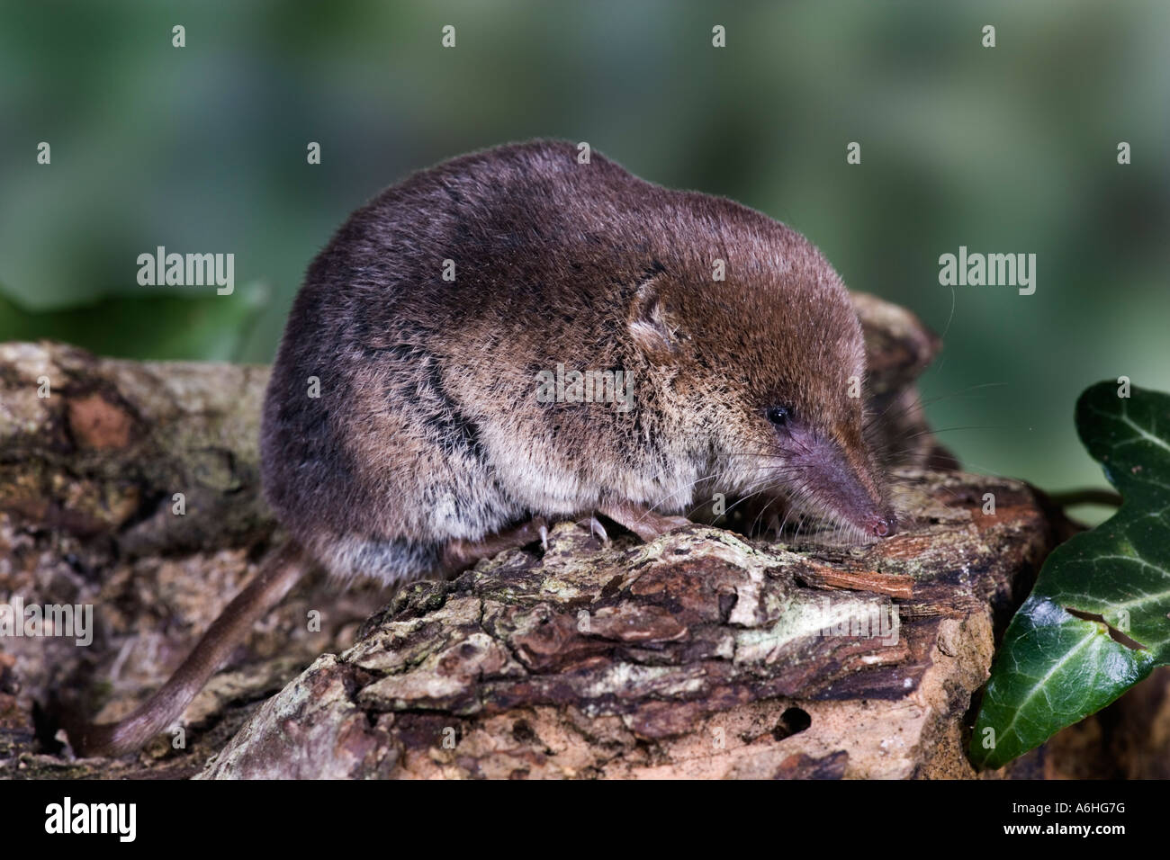 Common shrew Sorex araneus close up shot on log with nice out of focus ...