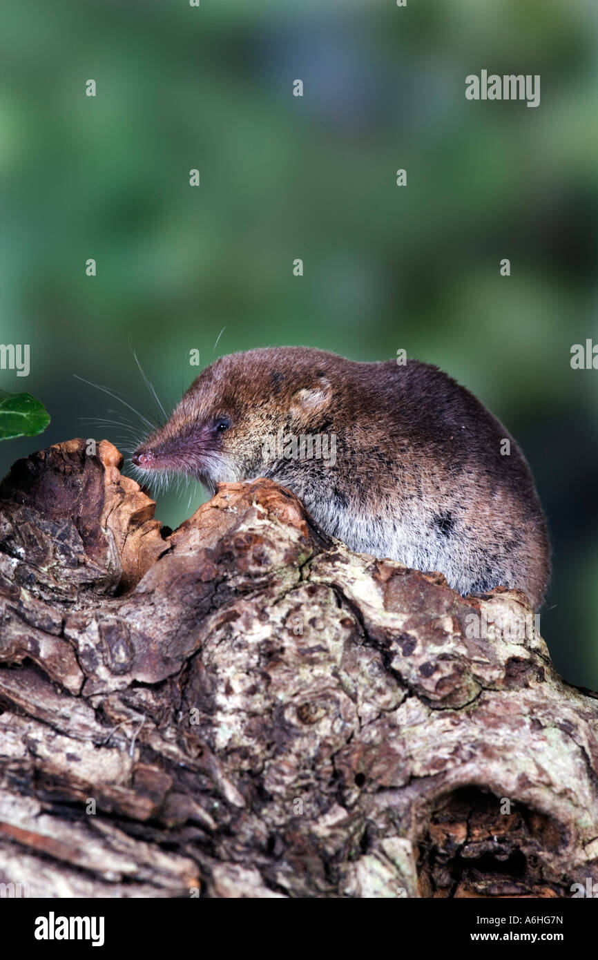 Common shrew Sorex araneus close up shot on log with nice out of focus ...