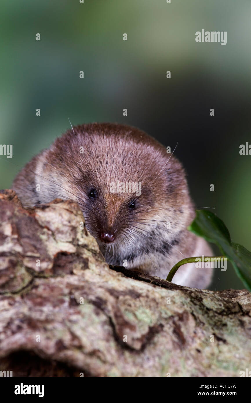 Common shrew Sorex araneus close up shot on log with nice out of focus ...