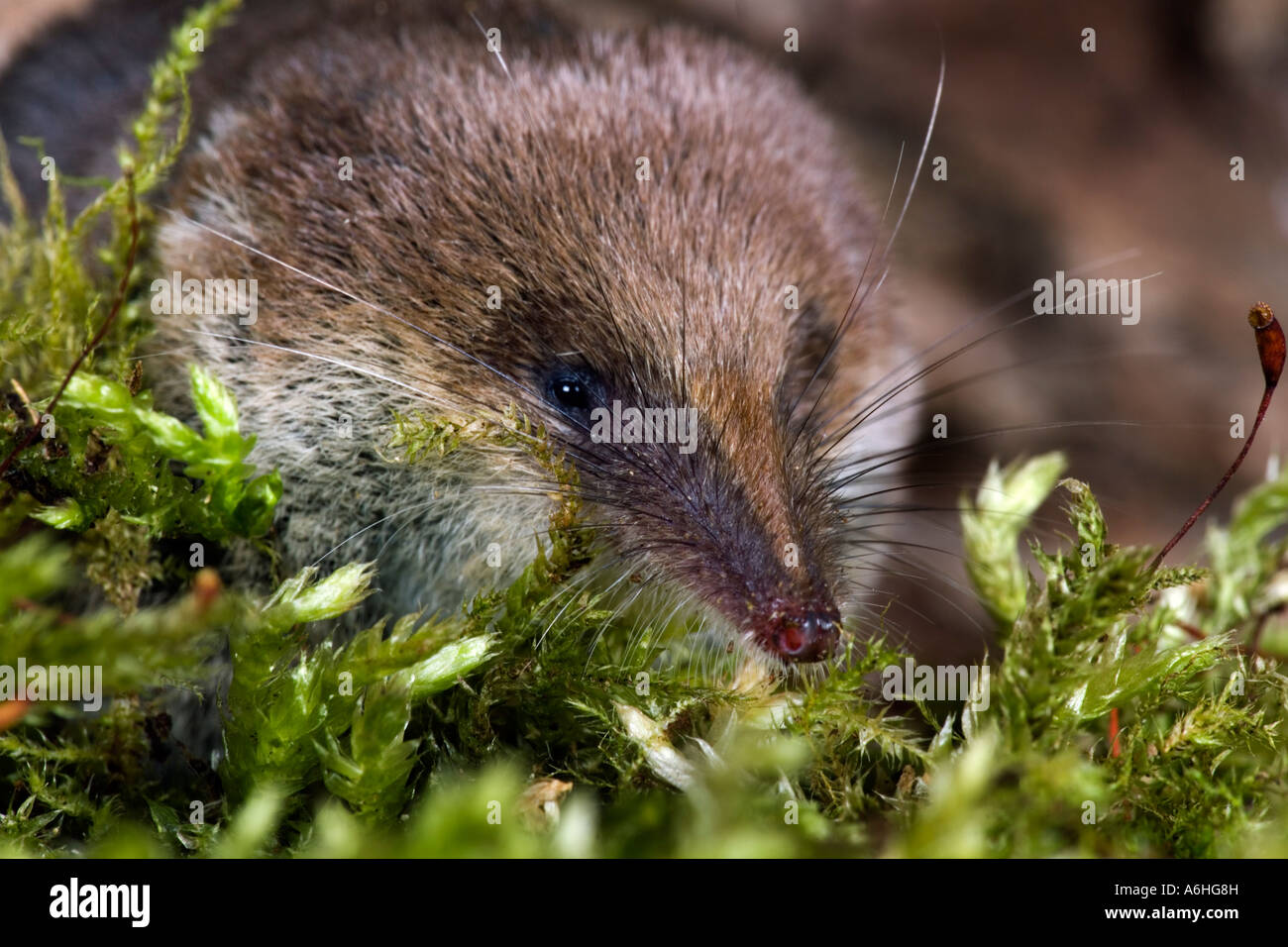 Common shrew Sorex araneus close up of face showing long snout and ...