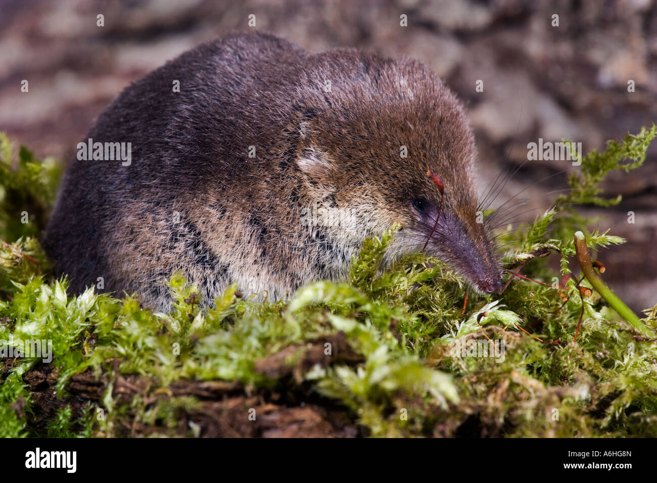 Common shrew Sorex araneus searching for food on moss covered log ...