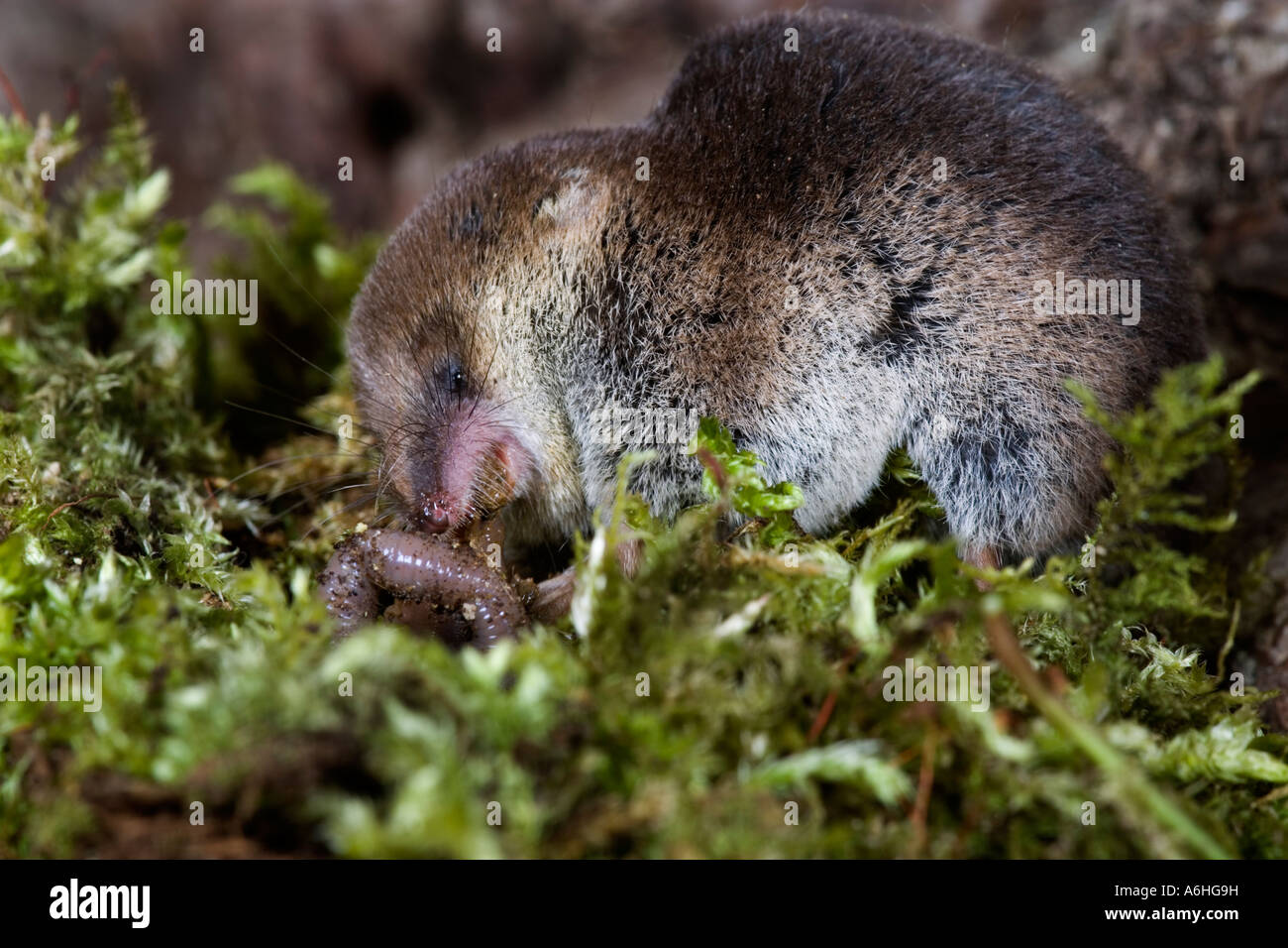 common shrew Sorex araneus eating earthworm on moss covered log Potton ...