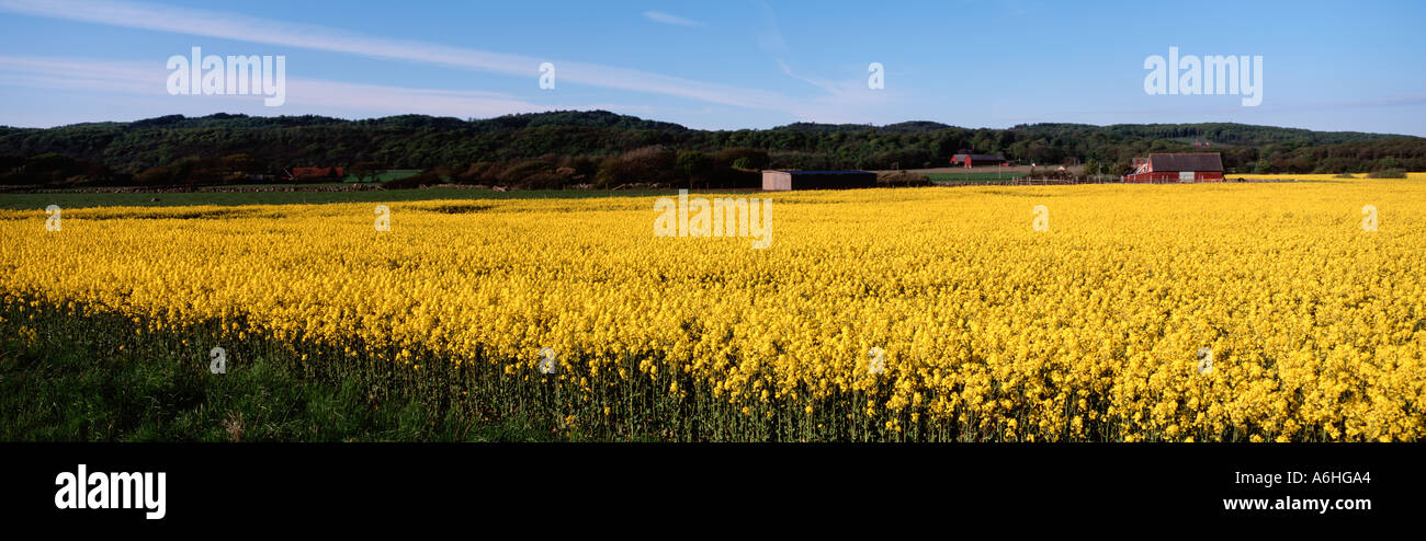 Sweden landscape with rapefield summer panoramic Stock Photo - Alamy