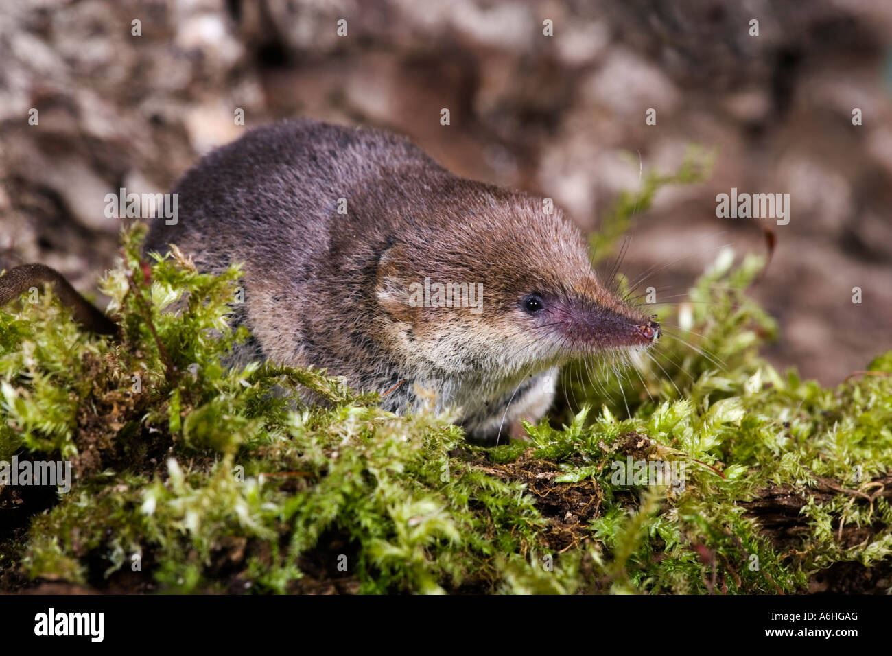 common shrew Sorex araneus on moss covered log looking alert with nice ...