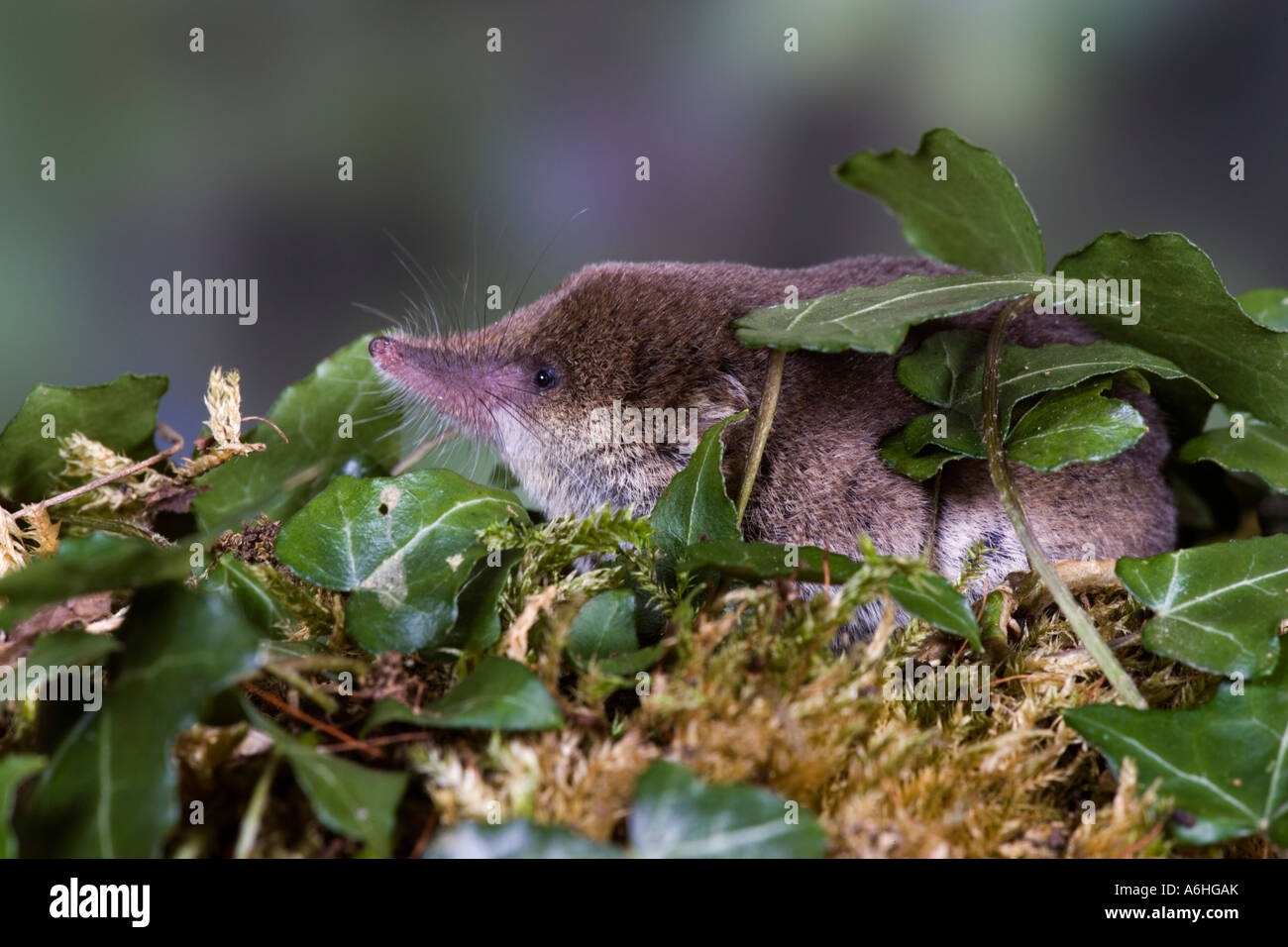 common shrew Sorex araneus looking for food on ivy covered log with ...