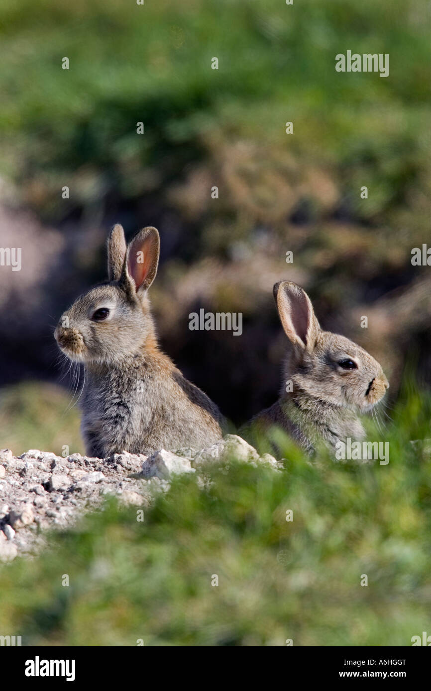 Rabbits hi-res stock photography and images - Alamy