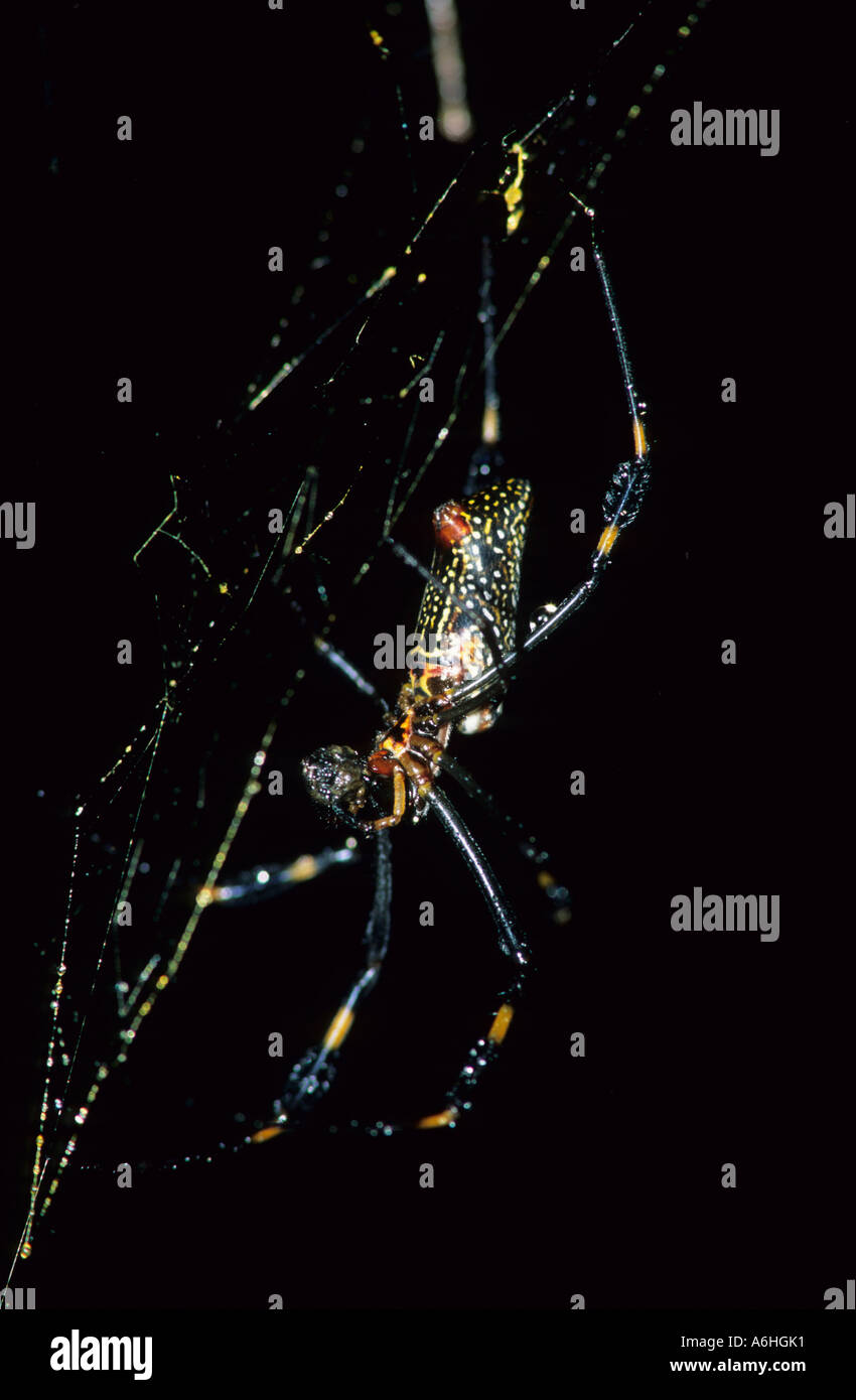 Nephila sp hi-res stock photography and images - Alamy