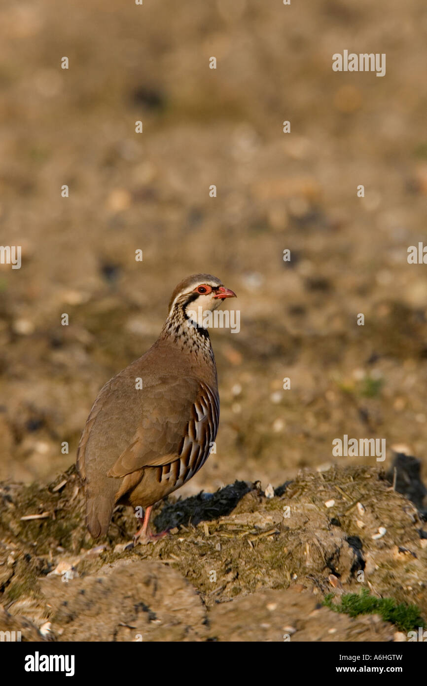 Red-legged Partridge (Alectoris rufa) standing on cultivated ground ...