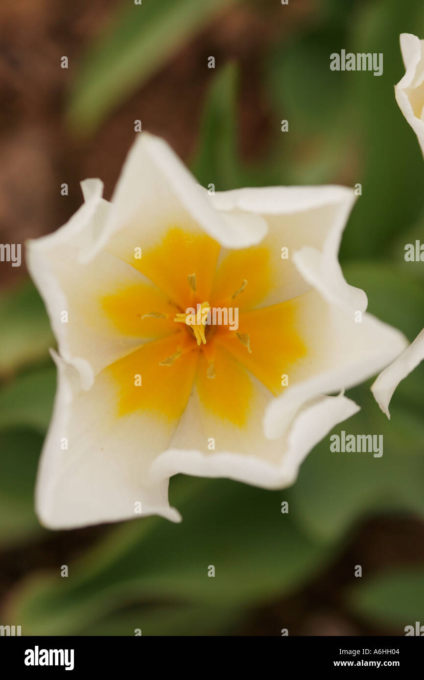 Longford Castle Wiltshire England UK Stock Photo - Alamy