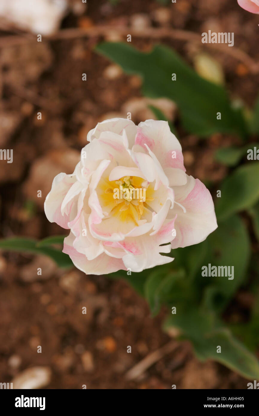 Longford Castle Wiltshire England UK Stock Photo - Alamy