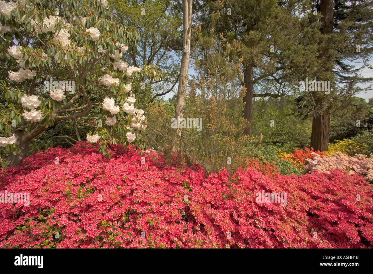 Leonardslee Gardens Sussex UK Mid May Stock Photo - Alamy