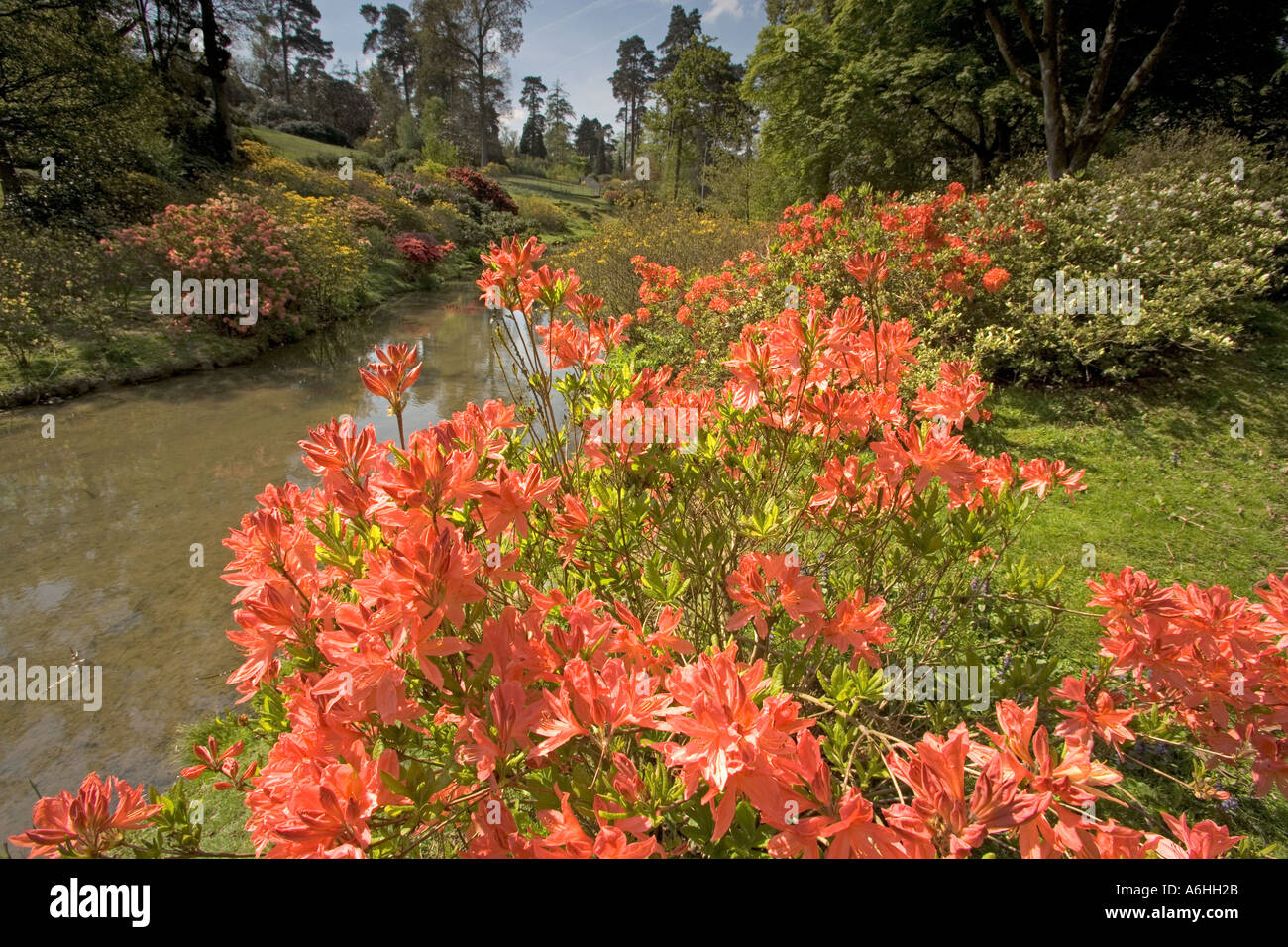 Leonardslee gardens trees hi-res stock photography and images - Alamy