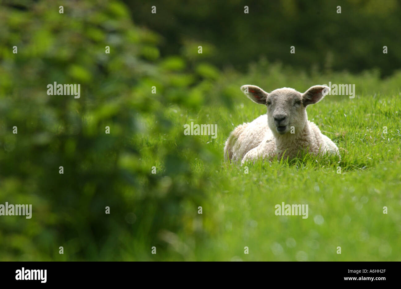 Devon stock hi-res stock photography and images - Alamy