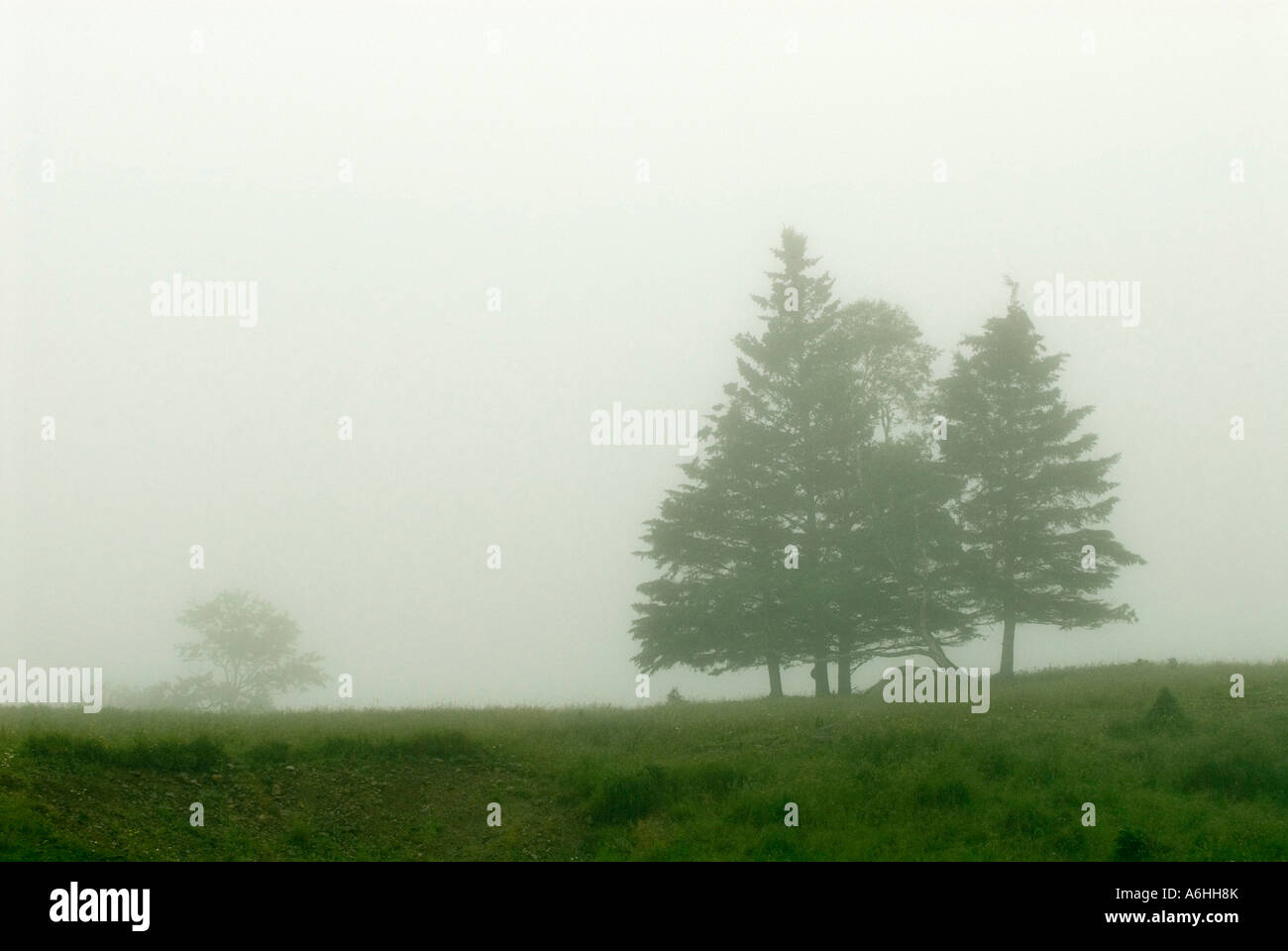 Small grouping of trees in the fog Stock Photo - Alamy