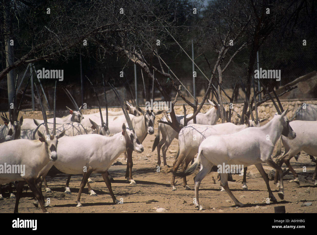 Qatar Wildlife High Resolution Stock Photography and Images - Alamy