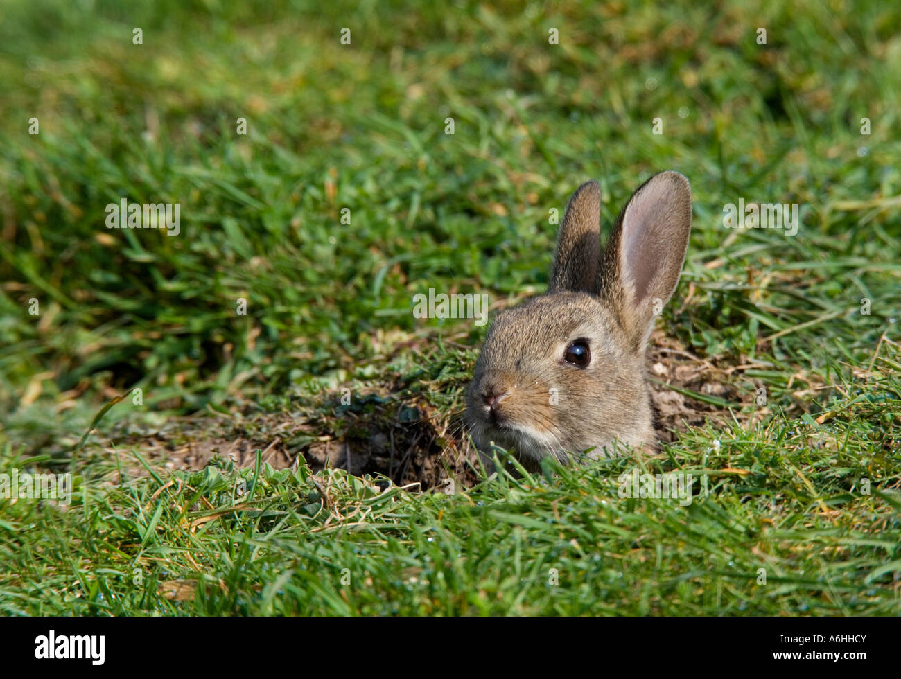 The rabbit hole hi-res stock photography and images - Alamy