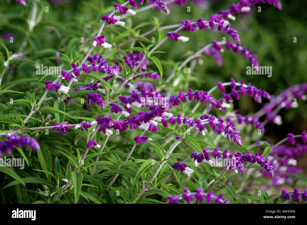 Purple California Wildflowers Stock Photo - Alamy