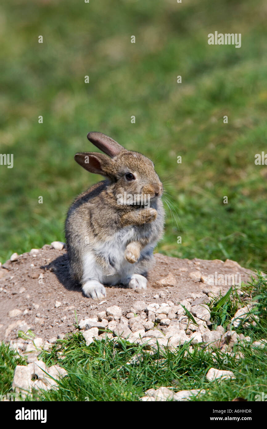 Rabbit sat up hi-res stock photography and images - Alamy