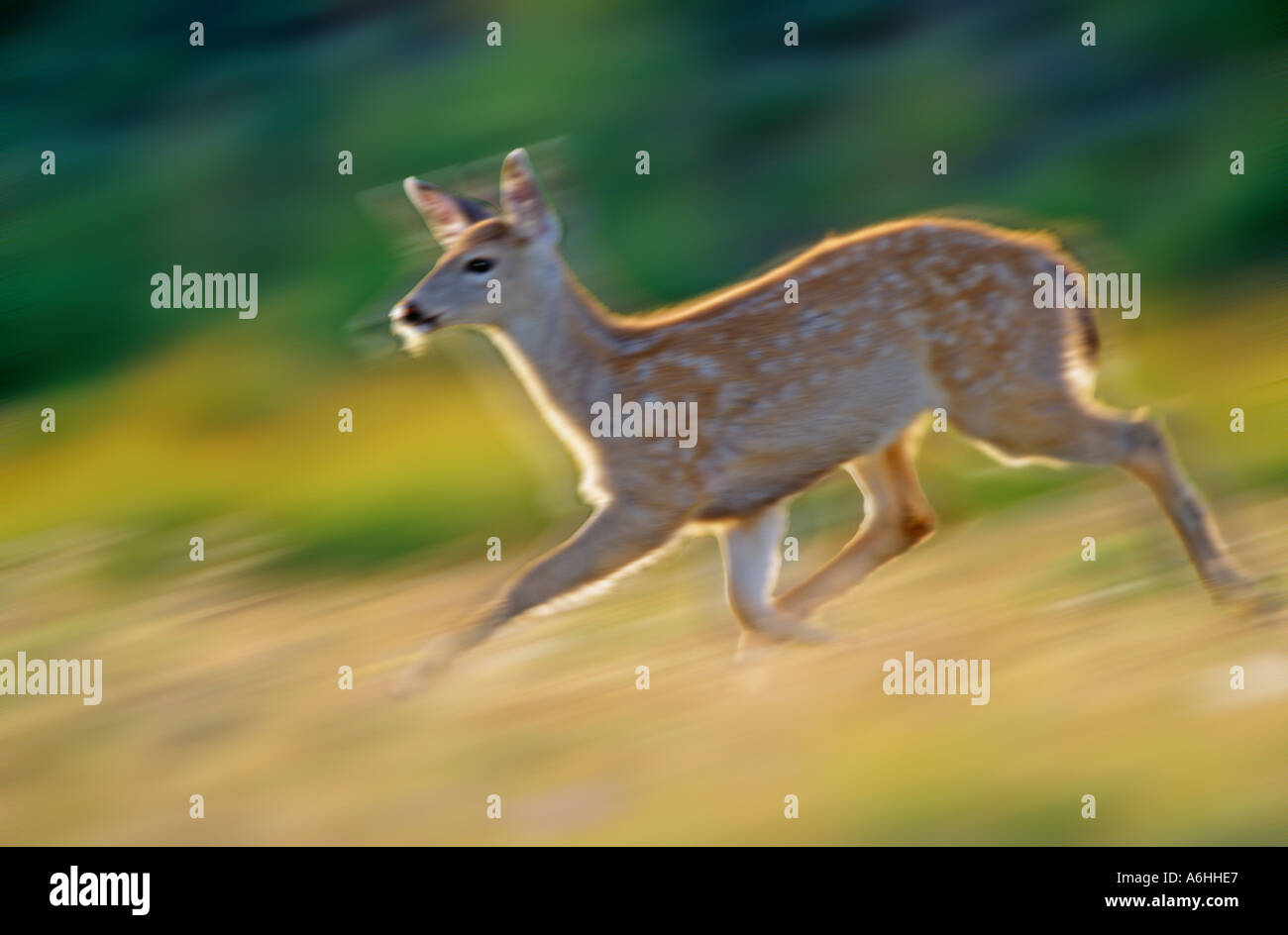 Motion speed wildlife hi-res stock photography and images - Alamy
