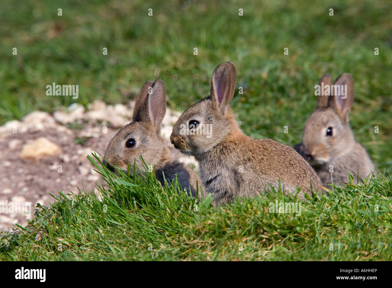 Young Rabbits Oryctolagus cuniculus sat on grass looking alert ...